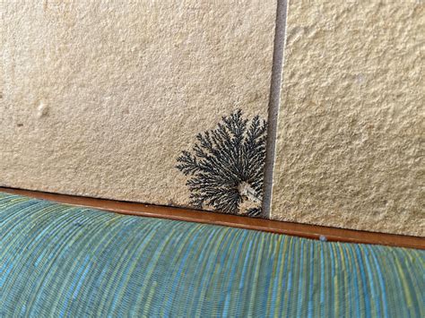 Saw This At The Mall Is This A Fossil Or A Drawing R Fossilid