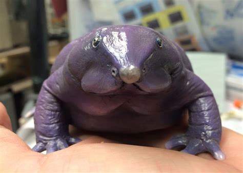 The Purple Frog Nasikabatrachus Sahyadrensis The Biologist Apprentice