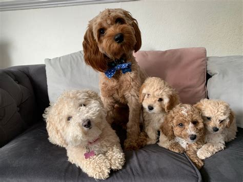 Cavapoo Vs Cavapoochon Lellalee