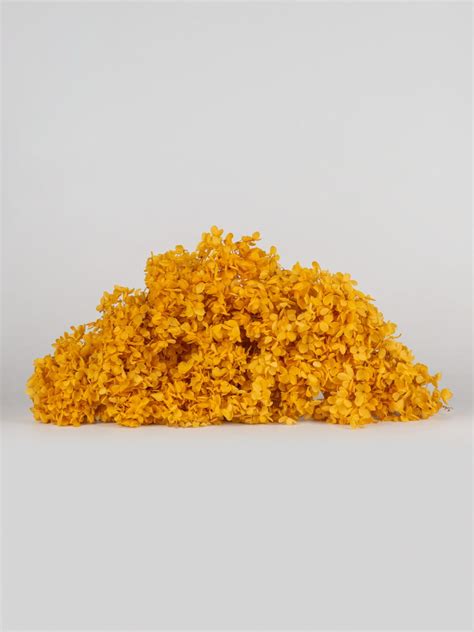 Гортензія стабілізована гірчична 100 г купити за ціною 1899 грн • Dfb