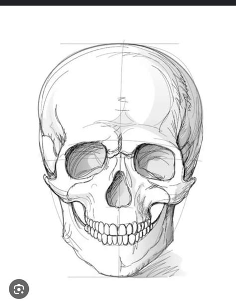 Simple Skull Drawing Reference Basic Skull Drawing Human Skull