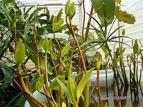 Macroalgae Vs Mangrove Growth And Nutrient Uptake