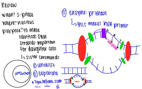 Primase In Dna Replication Simple At Mark Bevill Blog