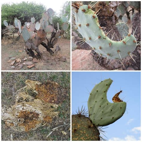 El Nopal Plantas