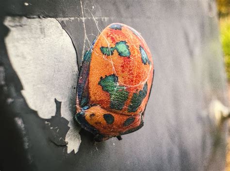 colour bug