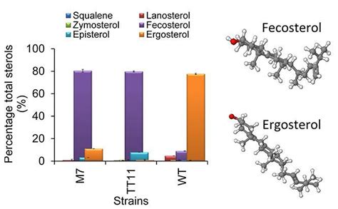 Thermotolerant Yeast Can Provide More Climate Smart Ethanol Science 20