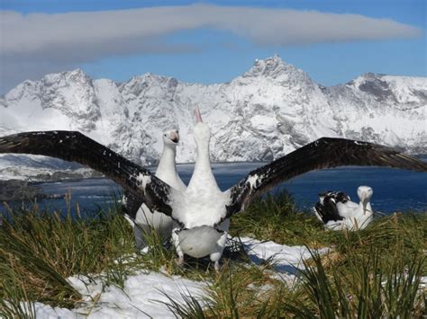 Wandering Albatross
