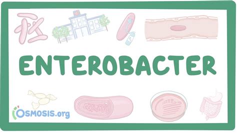 Enterobacter Video Causes And Meaning Osmosis