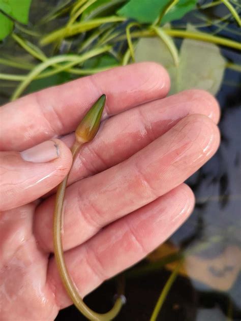 Achetez Vos Nymphaea Minuta Cycadales