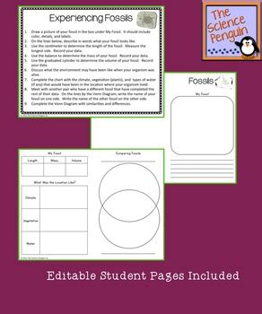 Fossils Lab By The Science Penguin Teachers Pay Teachers