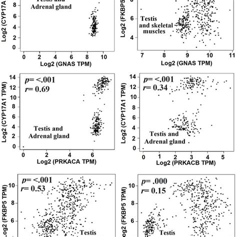 A Theoretical Model Of Testosterone Suppression Via The Cortisol