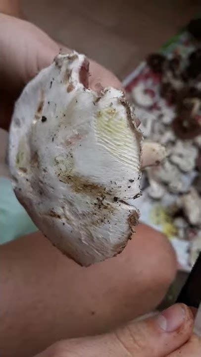 Agaricus Xanthoderma Riconoscimento Youtube