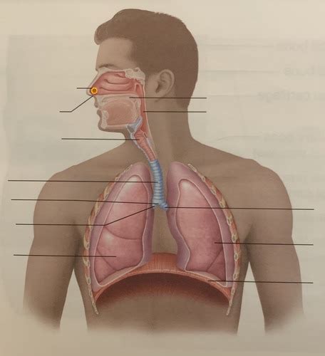 Biol 2151 Lp2 Section G The Respiratory System Flashcards Quizlet