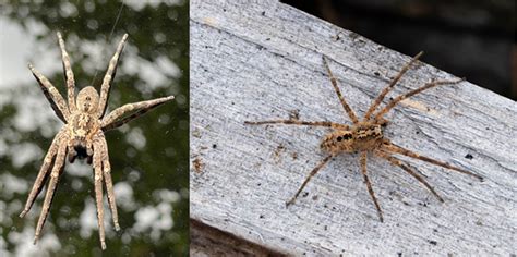 Nrw Was Macht Die Nosferatu Spinne Eigentlich Im Winter