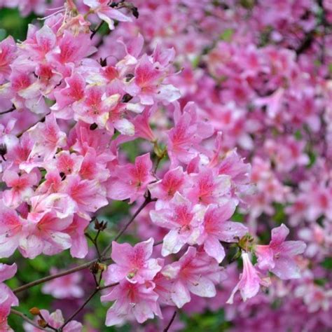 Cherry Blossoms At Bbg Brooklyn Botanic Garden
