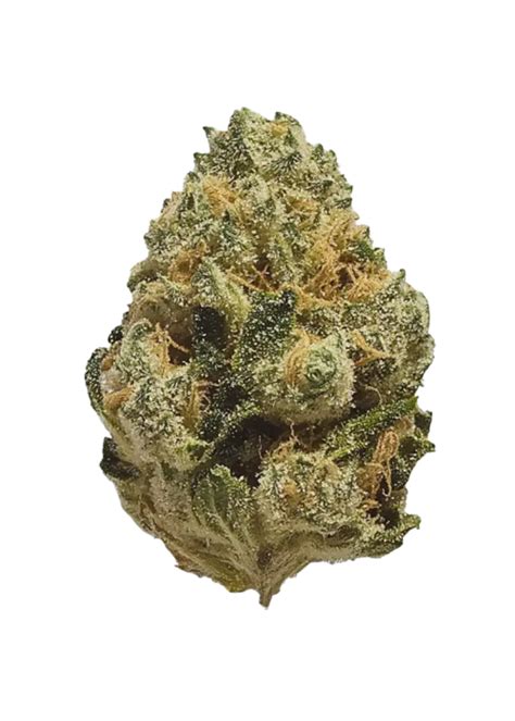 Haze Cannabis Strain Information Growdiaries