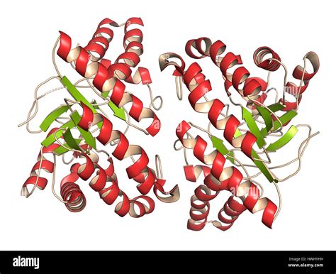 Cellulase Cut Out Stock Images And Pictures Alamy