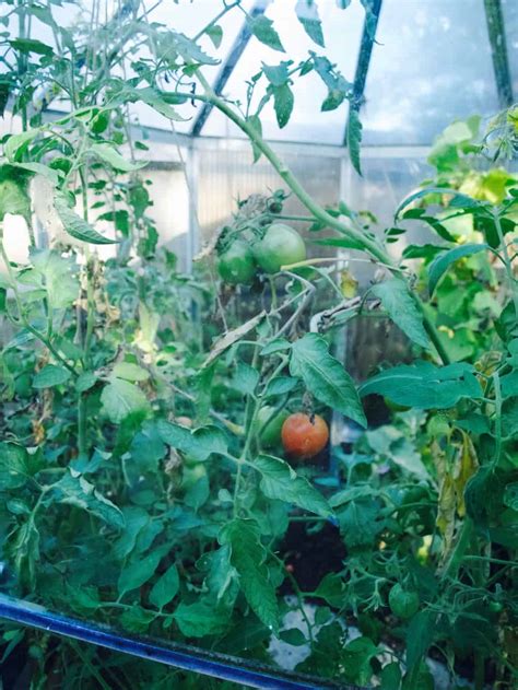 Green Tomato Ketchup Friendly Nettle Cafe