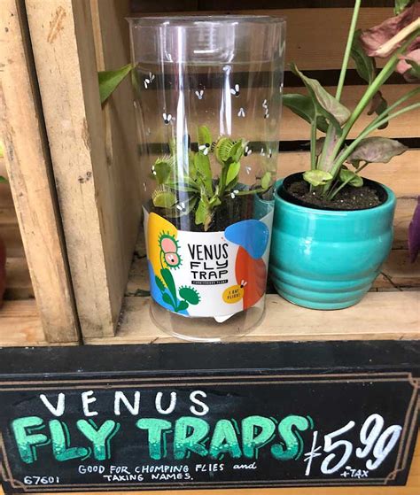 Plants Trader Joes Rants And Raves Mostly Raves A Few Rants