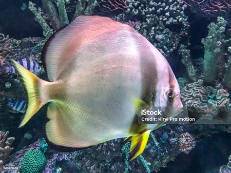 수족관에서 물고기의 삶의 관찰 바다 천사 물고기 물고기의 몸에는 검은 줄무늬가있는 흰색 비늘이 있습니다 바다 바닥에있는 산호와 돌 사이의 물고기 0명에 대한 스톡 사진 및