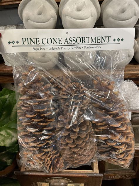 Assorted Pinecones In Bag Flowers Talk Tivoli