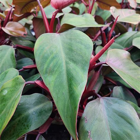 Philodendron Strawberry Shake