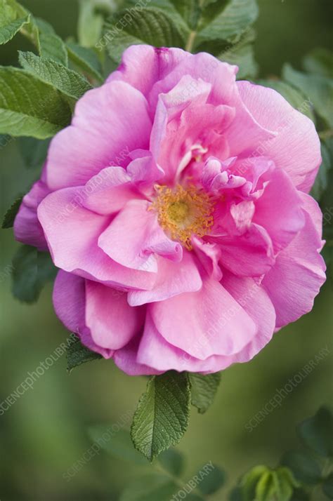 Japanese Rose Rosa Rugosa Stock Image C0612277 Science Photo