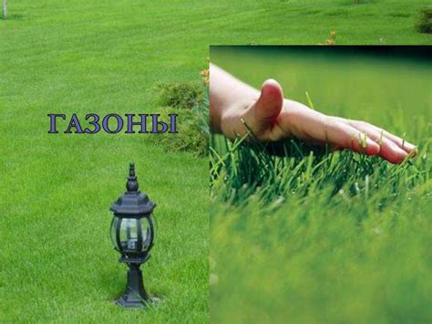 Газоны Виды газонов презентация онлайн