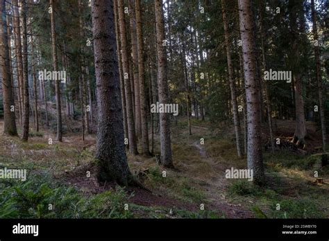 A Sun Dappled Path Winds Through A Dense Coniferous Forest Tall Trees