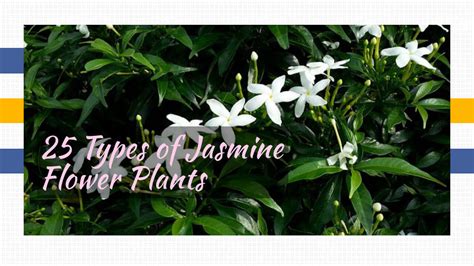 Jasmine Flower Types With Images Growing Jasmine Plants Garden