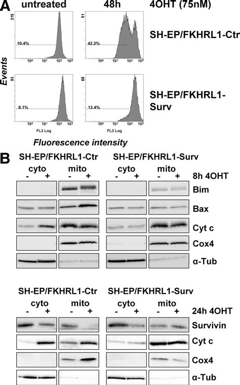 Repression Of Birc5survivin By Foxo3fkhrl1 Sensitizes Human