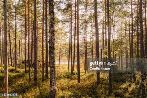 Tiveden National Park Photos And Premium High Res Pictures Getty Images