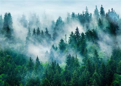 [2200 ] Pine Tree Wallpapers