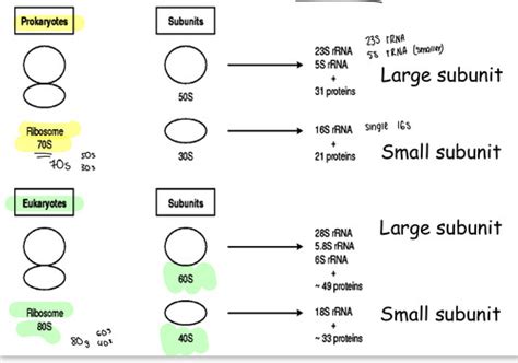 7 2 From Rna To Protein Flashcards Quizlet