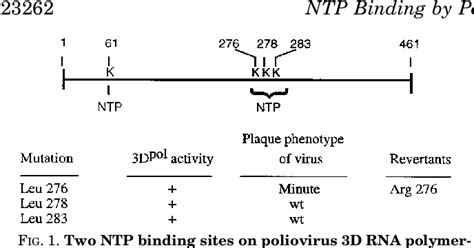 Figure 1 From One Of Two Ntp Binding Sites In Poliovirus Rna Polymerase Required For Rna