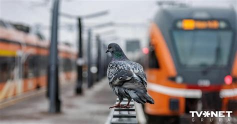 Jau Drīzumā Varētu Sākt Kursēt Ekspresvilciens Tartu Rīga Paziņo Elron