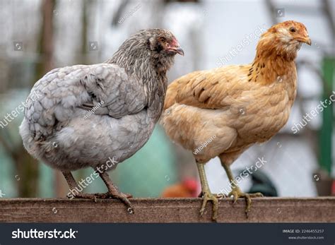 Araucana Chicken Eggs The Color Of Eggs Part Iii Fat Finch