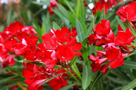 Flores De Adelfa Roja Florecieron En Primavera Nerium Oleander