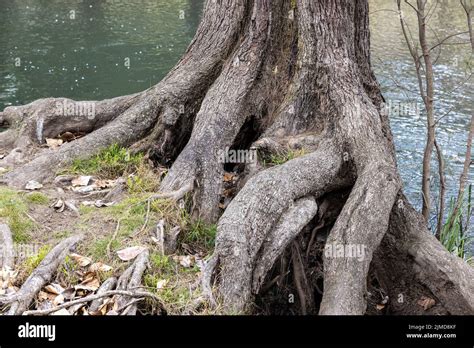 River She Oak Trees Along Side Of Cotter River Australian Capital Territory Australia Stock