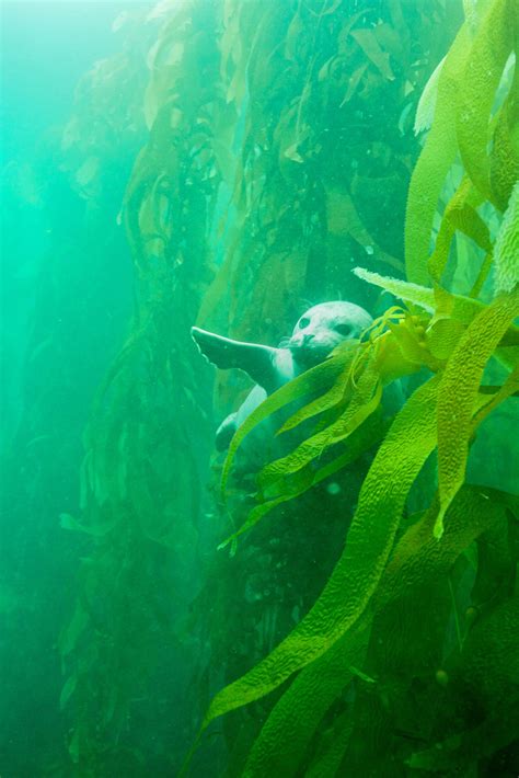 How To Cure My Sex Drive Dive For Sea Urchins The New York Times