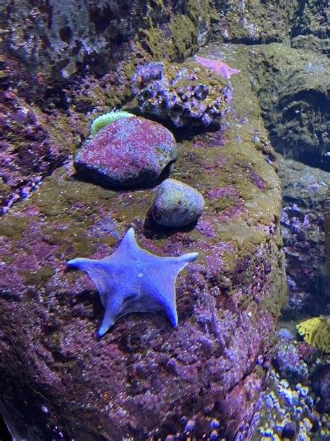Aquarium Combined Object Detection Dataset V5 2023 02 21 1 54pm By