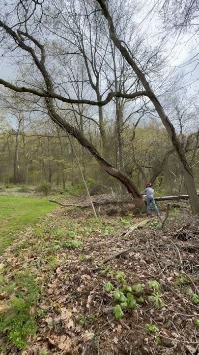 Felling Widowmaker Trees Felling Stihl Widowmaker Cuttingskills Fyp Asmr Arborist Work