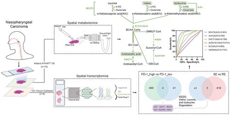 【中科院1区12 4】空间代谢 空间转录组｜高pd 1表达和治疗反应鼻咽癌中的代谢重编程和细胞相互作用 知乎
