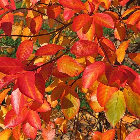Nyssa Sylvatica Black Tupelo Ornamental Trees Frank P Matthews