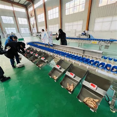 Sea Cucumber Multi Level Sorting Machine Weighing And Grading Machine Grading Equipment And
