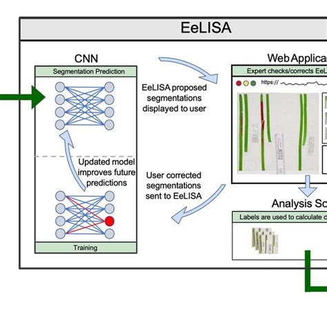 Schematic Of EeLISA Workflow Scans Are Passed To EeLISA Which Download Scientific Diagram
