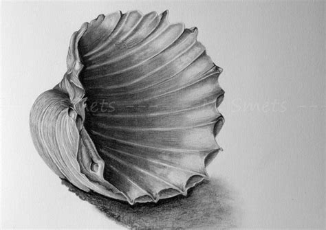 Realistic Seashell Drawing