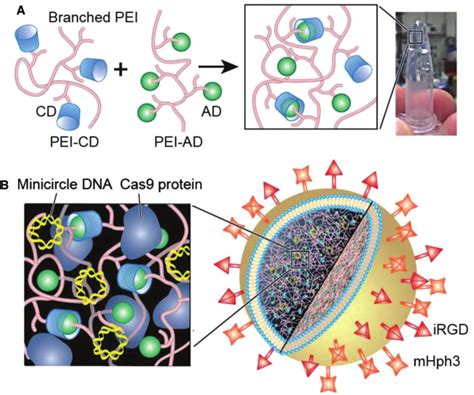 Formulation Of Liposome Templated Hydrogel Nanoparticles Lhnps A Download Scientific