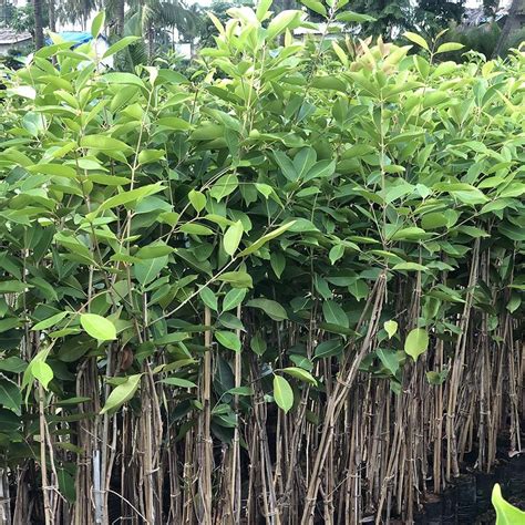 Jamoon Syzygium Cumini The Finest Nursery In Saharanpur Bagwani Wholesale Nursery