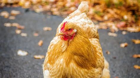 9 Yellow Chicken Breeds Buff Hens Eggs And Id Guide